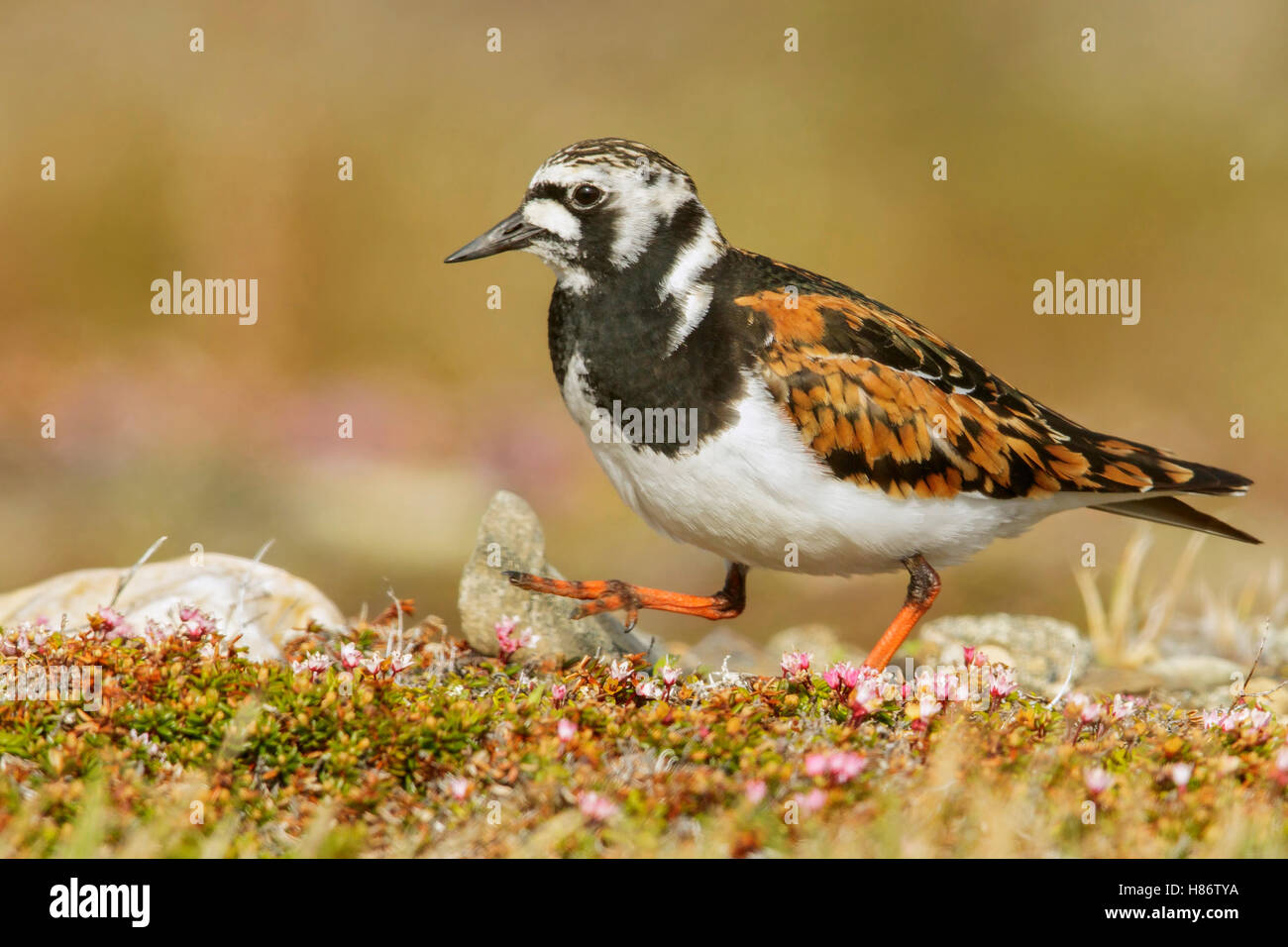 Ruddy Turnstone (Arenaria interpres), Alaska Stock Photo - Alamy