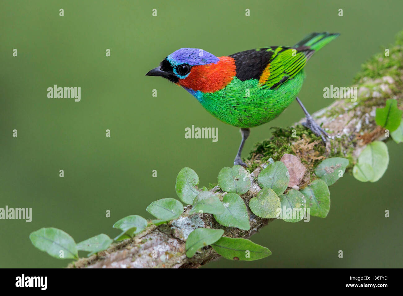 Red-necked Tanager (Tangara cyanocephala), Atlantic Rainforest, Brazil ...