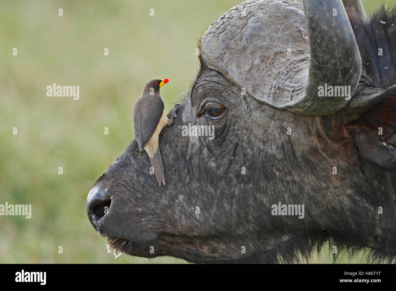 Yellow-billed Oxpecker (Buphagus africanus) on Cape Buffalo (Syncerus ...