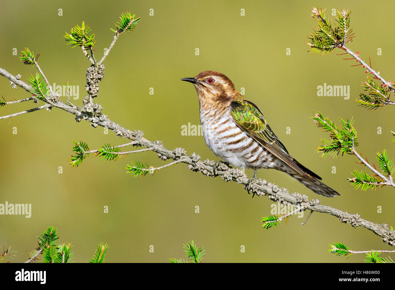 Horsfield's Bronze-Cuckoo (Chrysococcyx basalis), Victoria, Australia ...