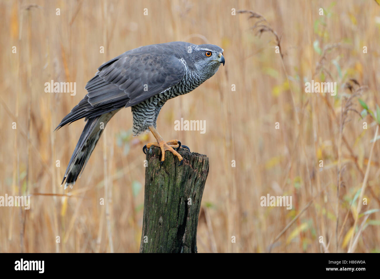 Northern Goshawk (Accipiter gentilis) female, Germany Stock Photo - Alamy