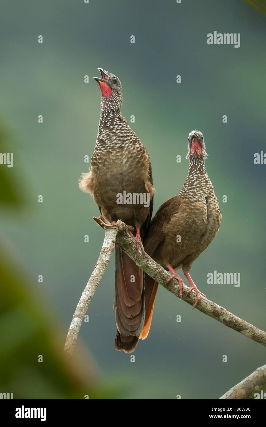 Speckled Chachalaca (Ortalis guttata) pair calling, Peru Stock Photo ...