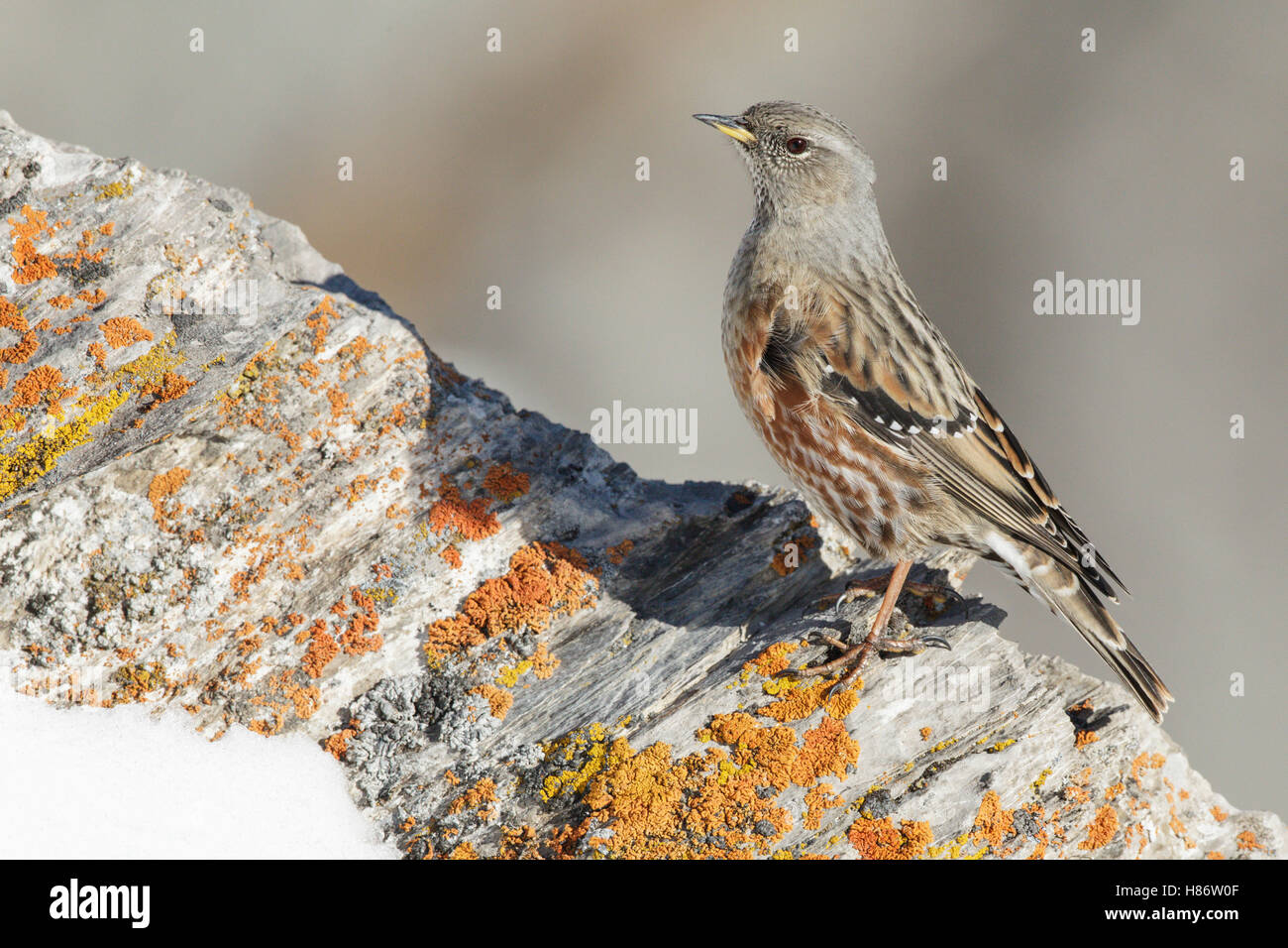 Alpine Accentor (Prunella collaris), Valais, Switzerland Stock Photo ...