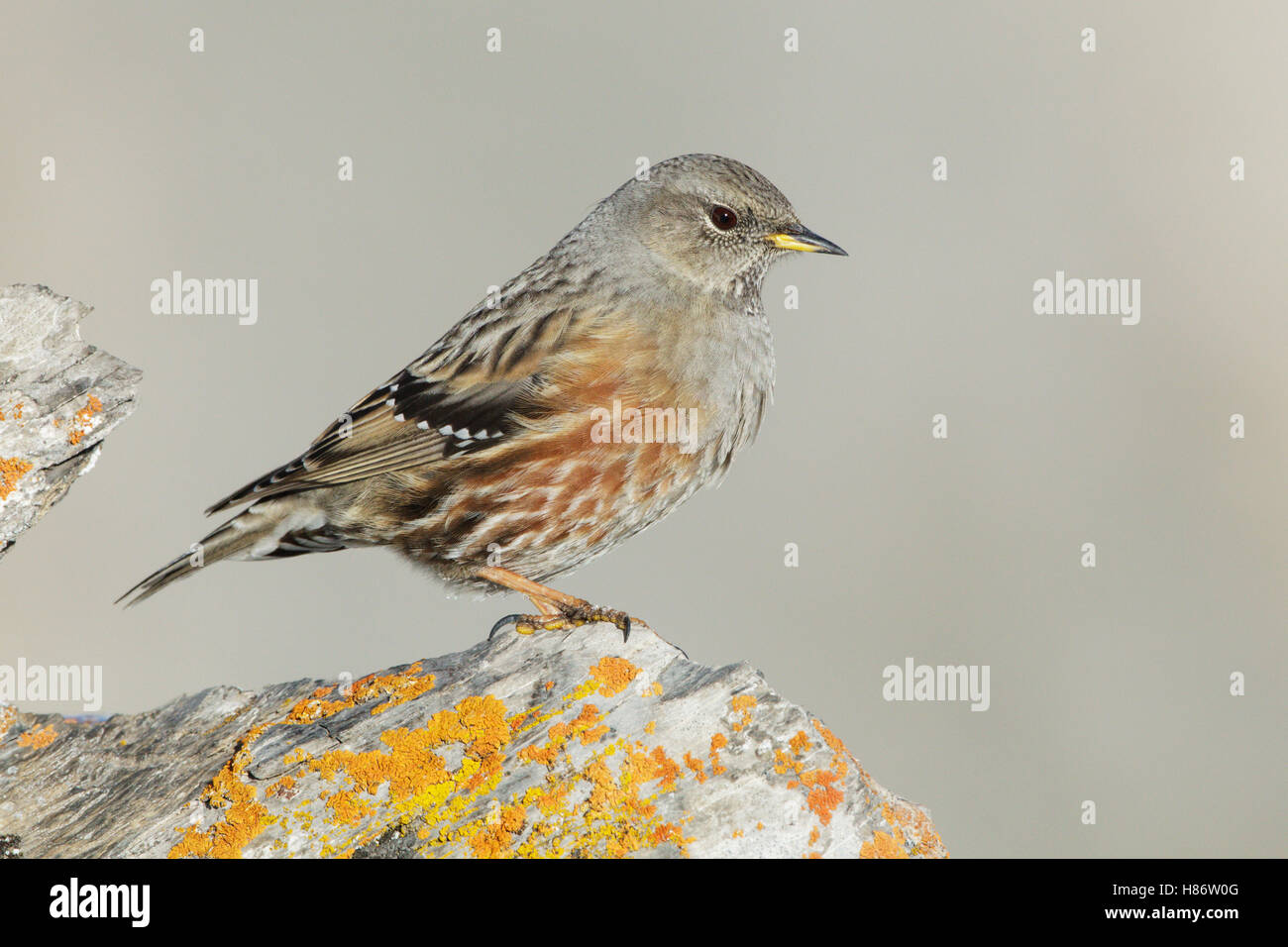 Alpine Accentor (Prunella collaris), Valais, Switzerland Stock Photo ...