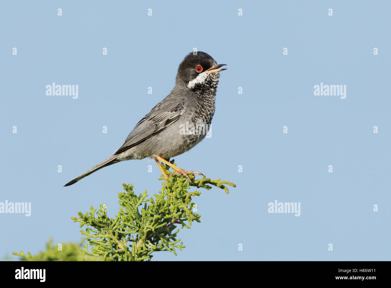 Cyprus Warbler (Sylvia melanothorax) male calling, Cyprus Stock Photo ...