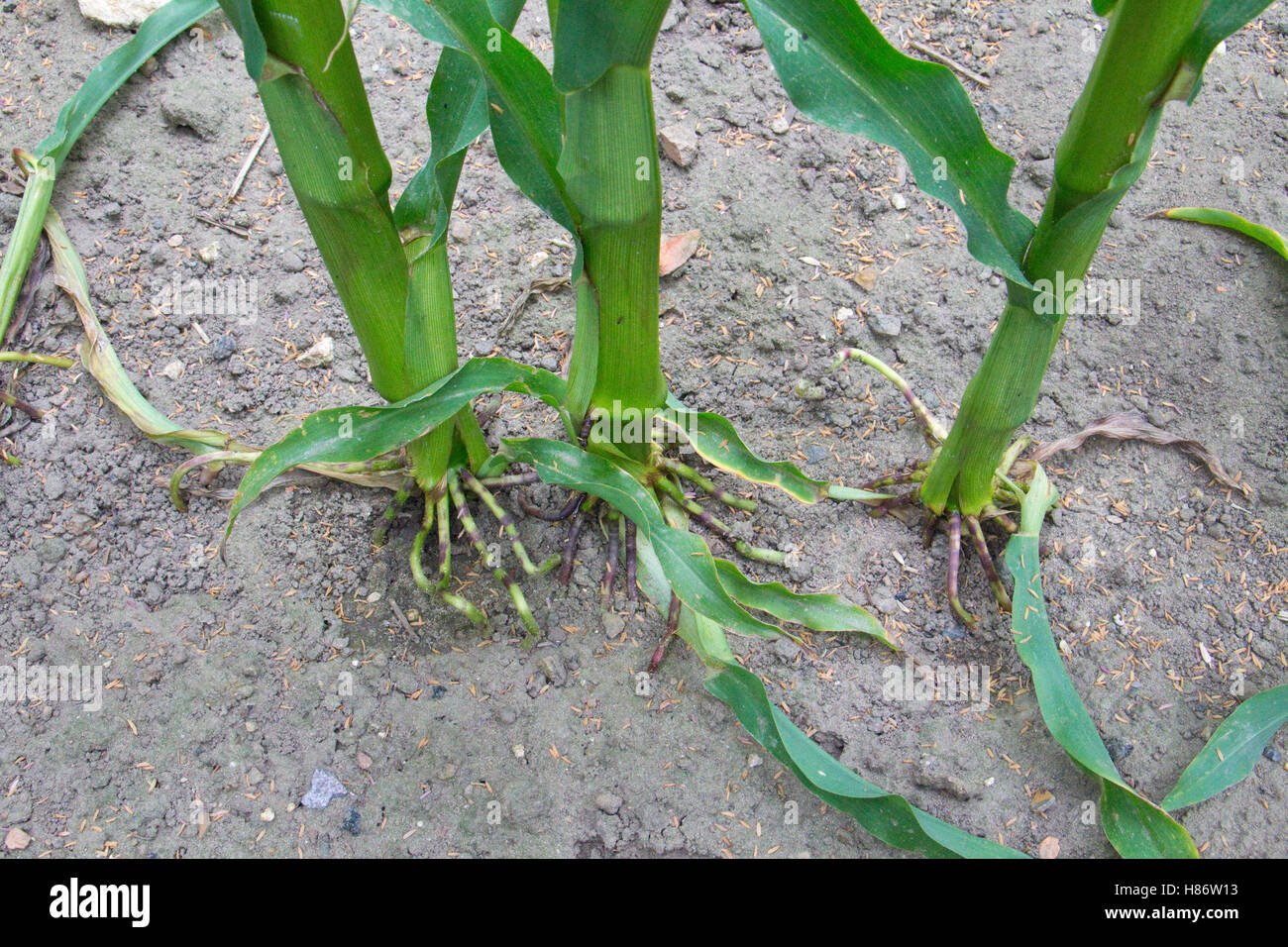 Corn plant roots hi-res stock photography and images - Alamy