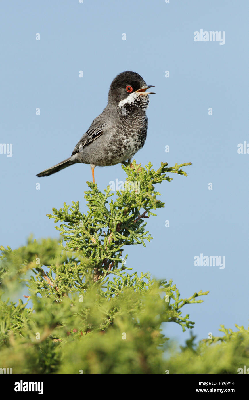 Cyprus Warbler (Sylvia melanothorax) male calling, Cyprus Stock Photo ...