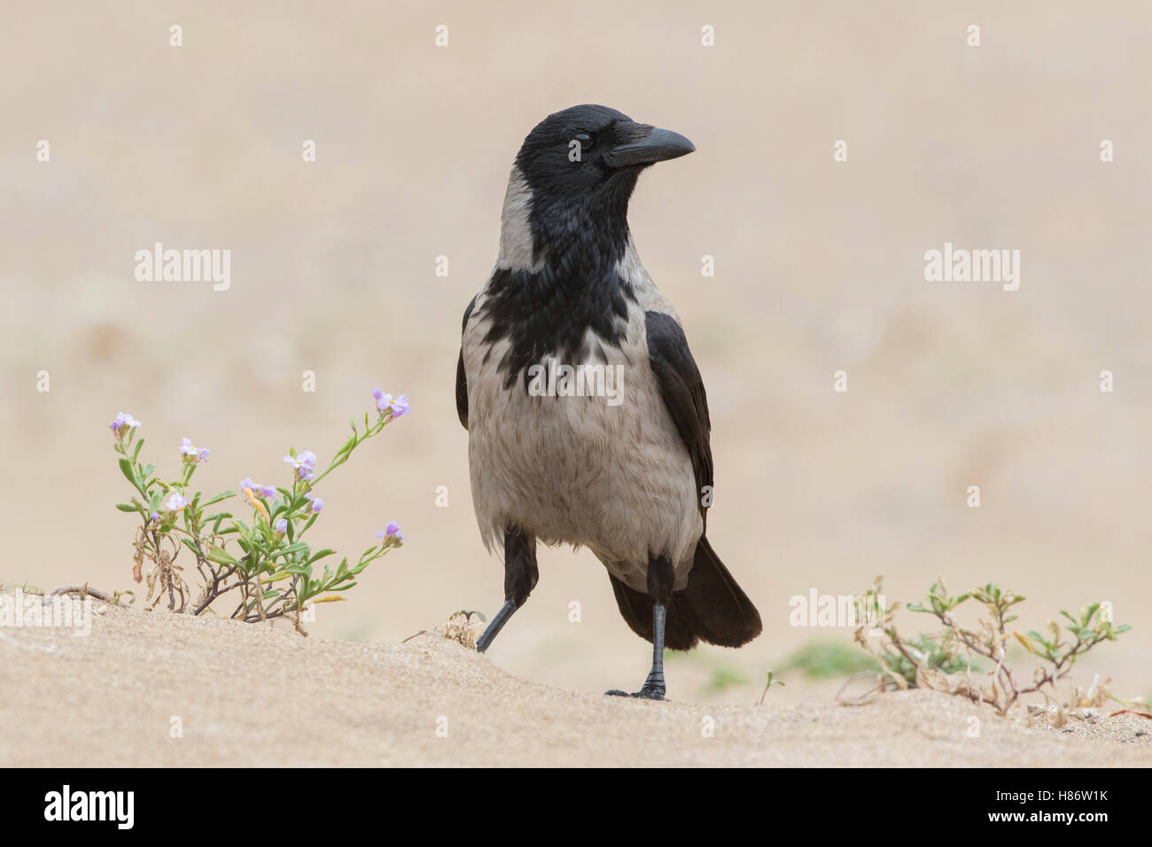 Hooded Crow (Corvus cornix), Sardinia, Italy Stock Photo - Alamy