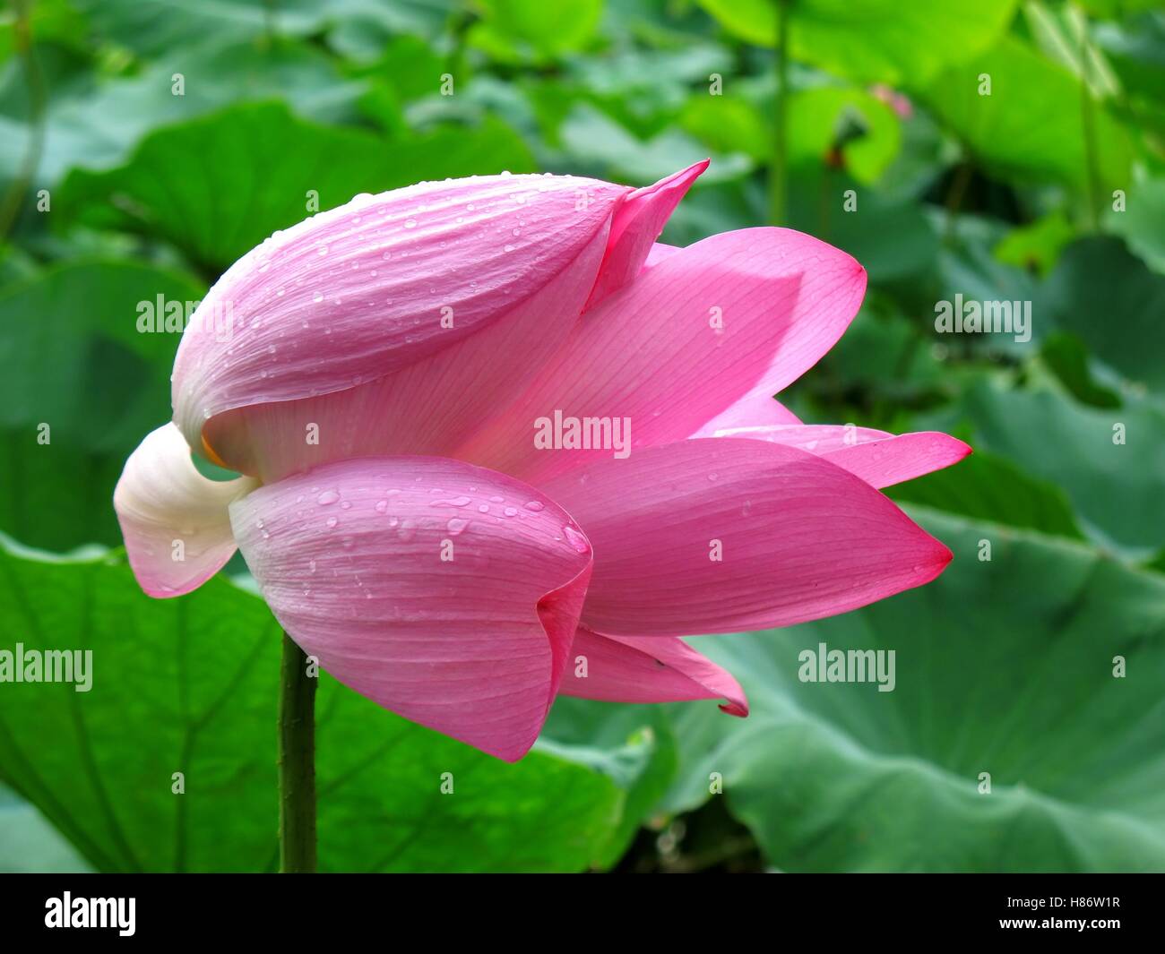 A beautiful lotus flower that is starting to wilt, with rain drops ...