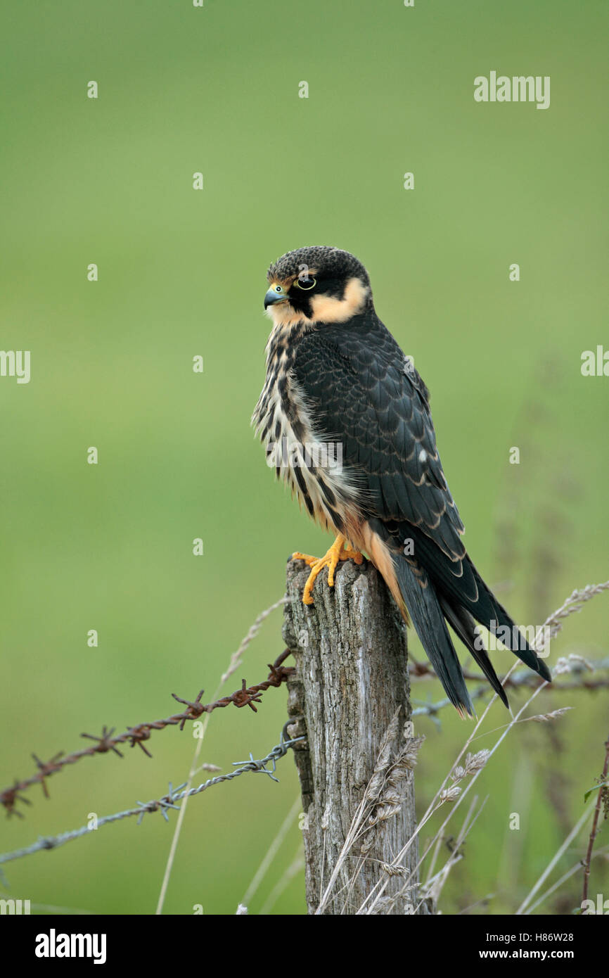 Juvenile eurasian hobby falco subbuteo High Resolution Stock ...