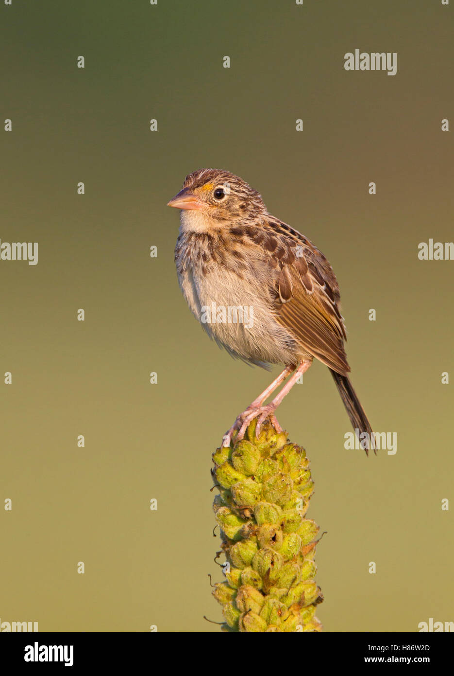 Grasshopper Sparrow (Ammodramus savannarum) juvenile, Ohio Stock Photo ...