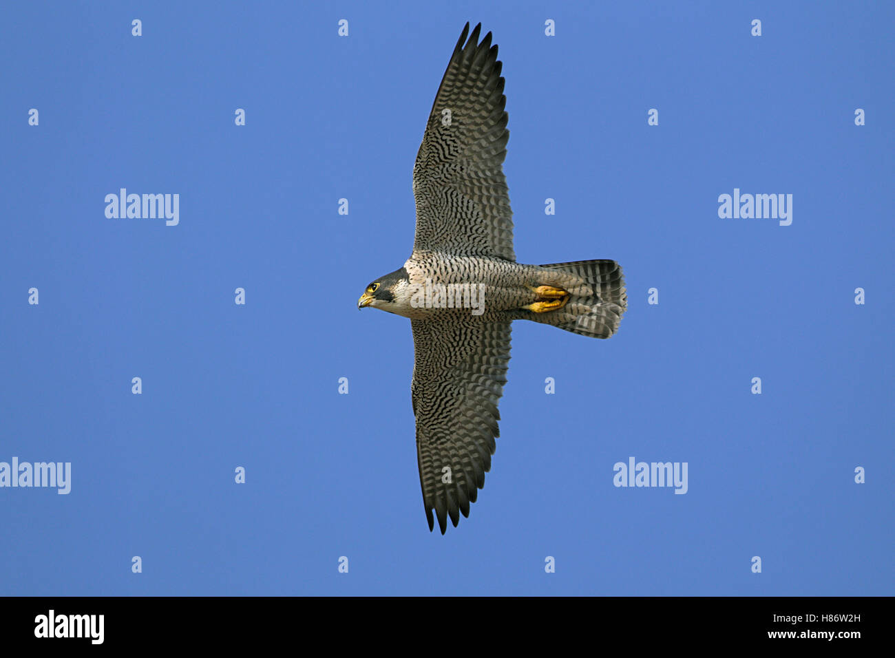 Peregrine Falcon (Falco peregrinus) male flying, Lower Saxony, Germany ...