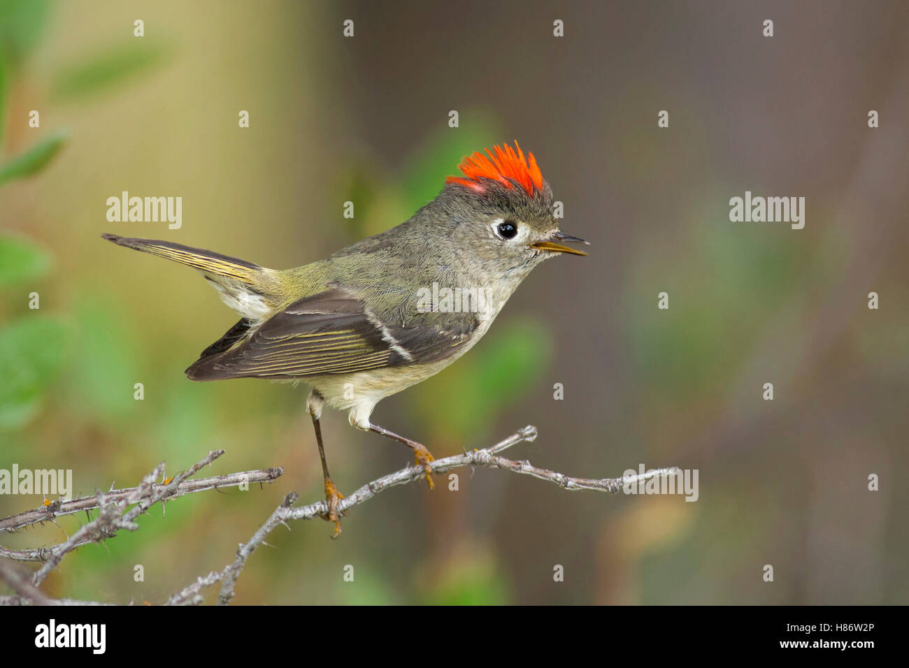 Ruby-crowned Kinglet (Regulus calendula) male calling, British Columbia, Canada Stock Photo - Alamy