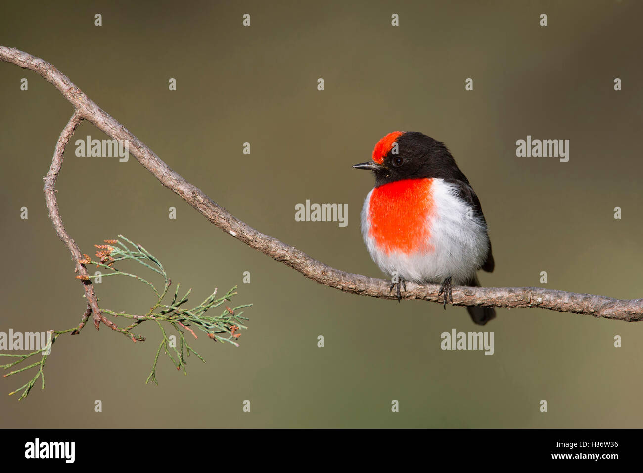 Red-capped Robin (Petroica goodenovii) male, New South Wales, Australia ...