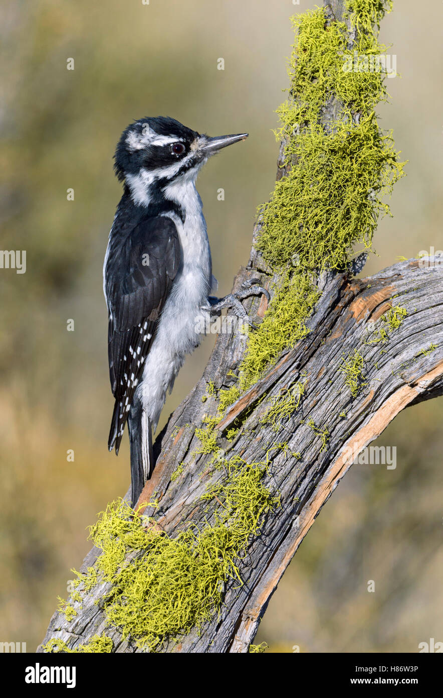 Hairy Woodpecker (Picoides villosus) female, Oregon Stock Photo - Alamy