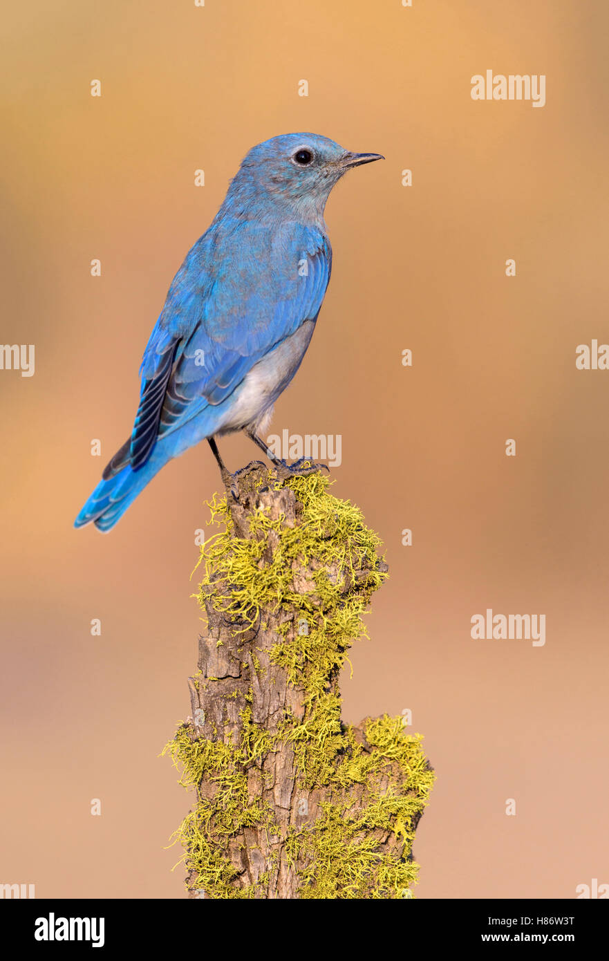 Mountain Bluebird (Sialia currucoides) male, Oregon Stock Photo - Alamy