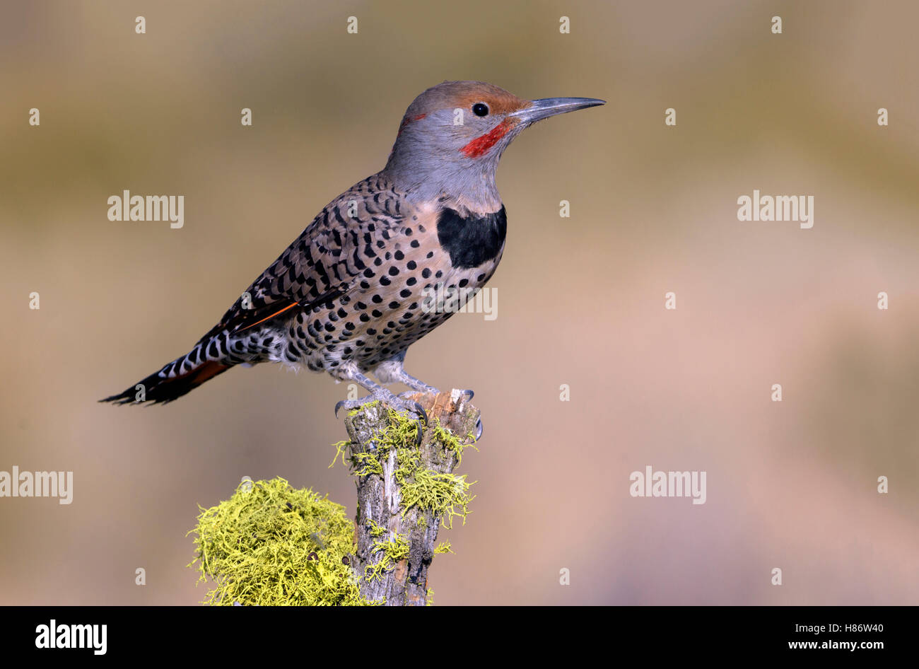 Northern Flicker (Colaptes auratus) male, Oregon Stock Photo - Alamy
