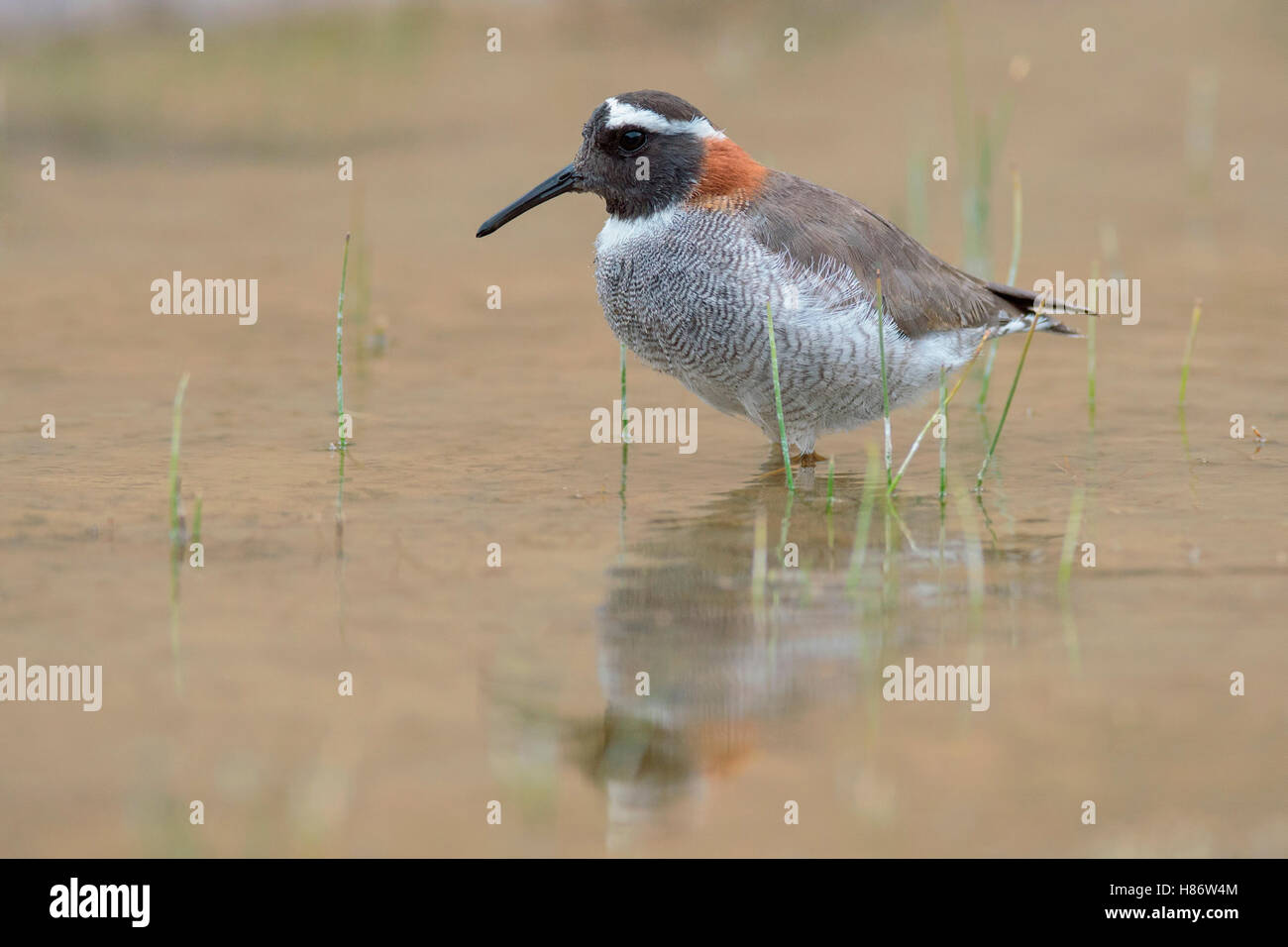 Diademed Plover (Phegornis mitchellii) male, Santiago, Chile Stock ...