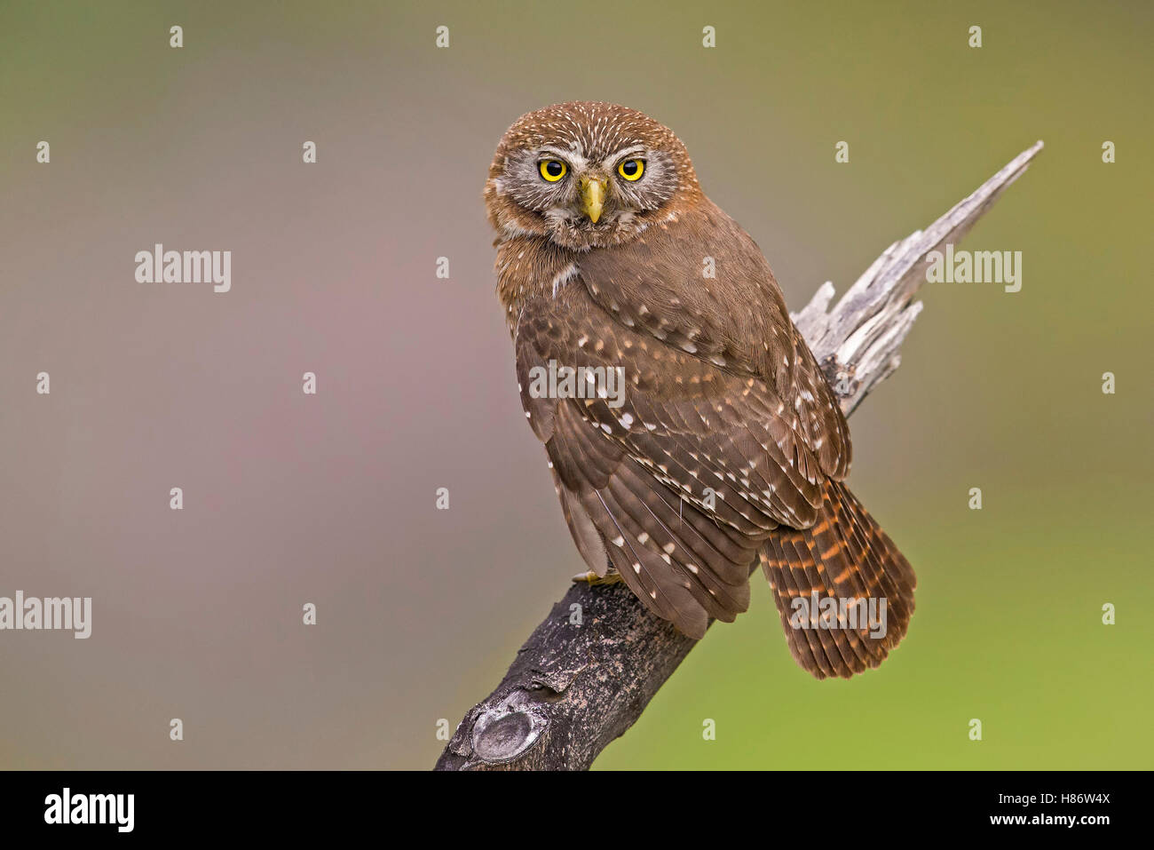 Austral Pygmy-Owl (Glaucidium nanum), Santiago, Chile Stock Photo - Alamy