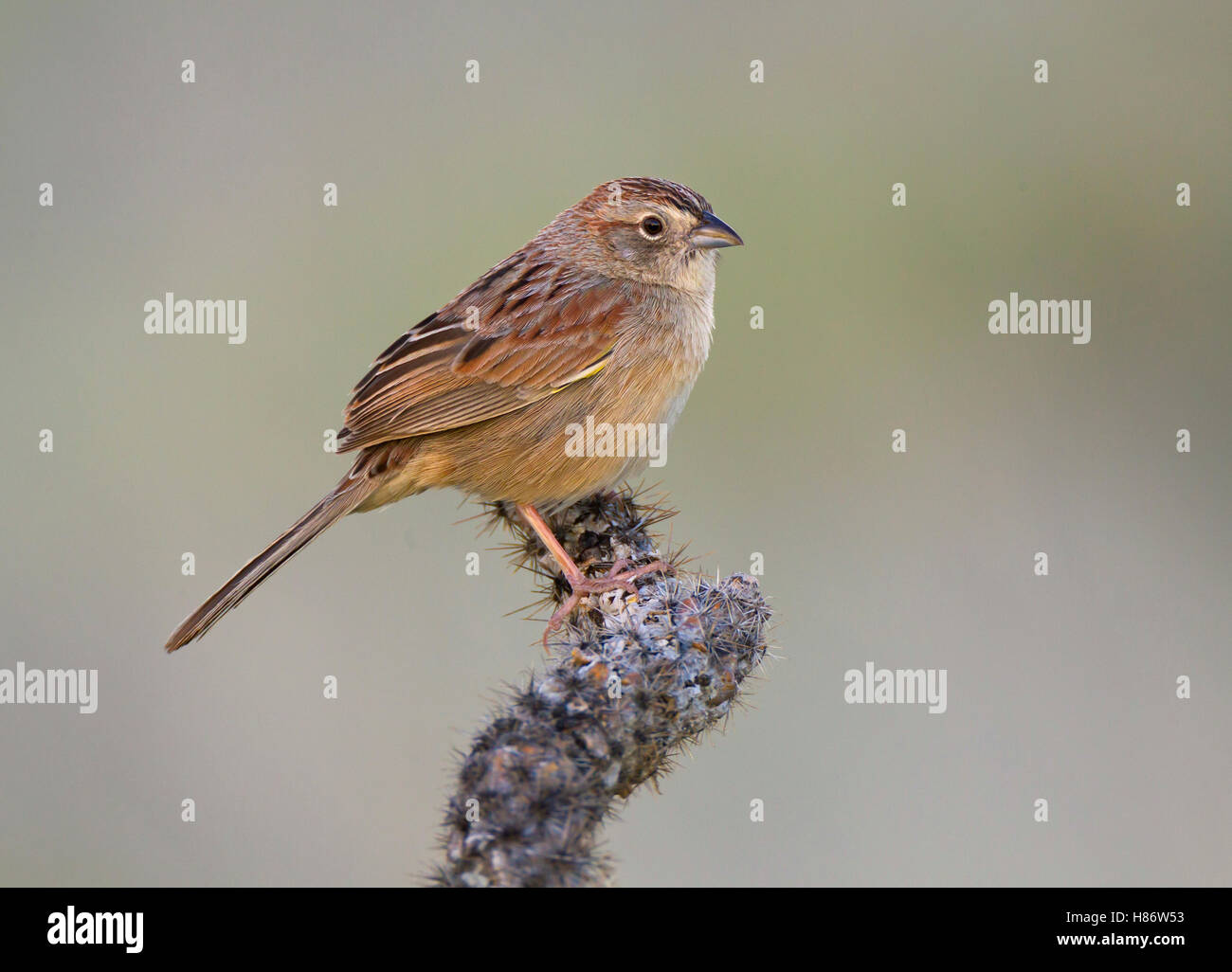 Botteri's Sparrow (Peucaea botterii), Arizona Stock Photo - Alamy