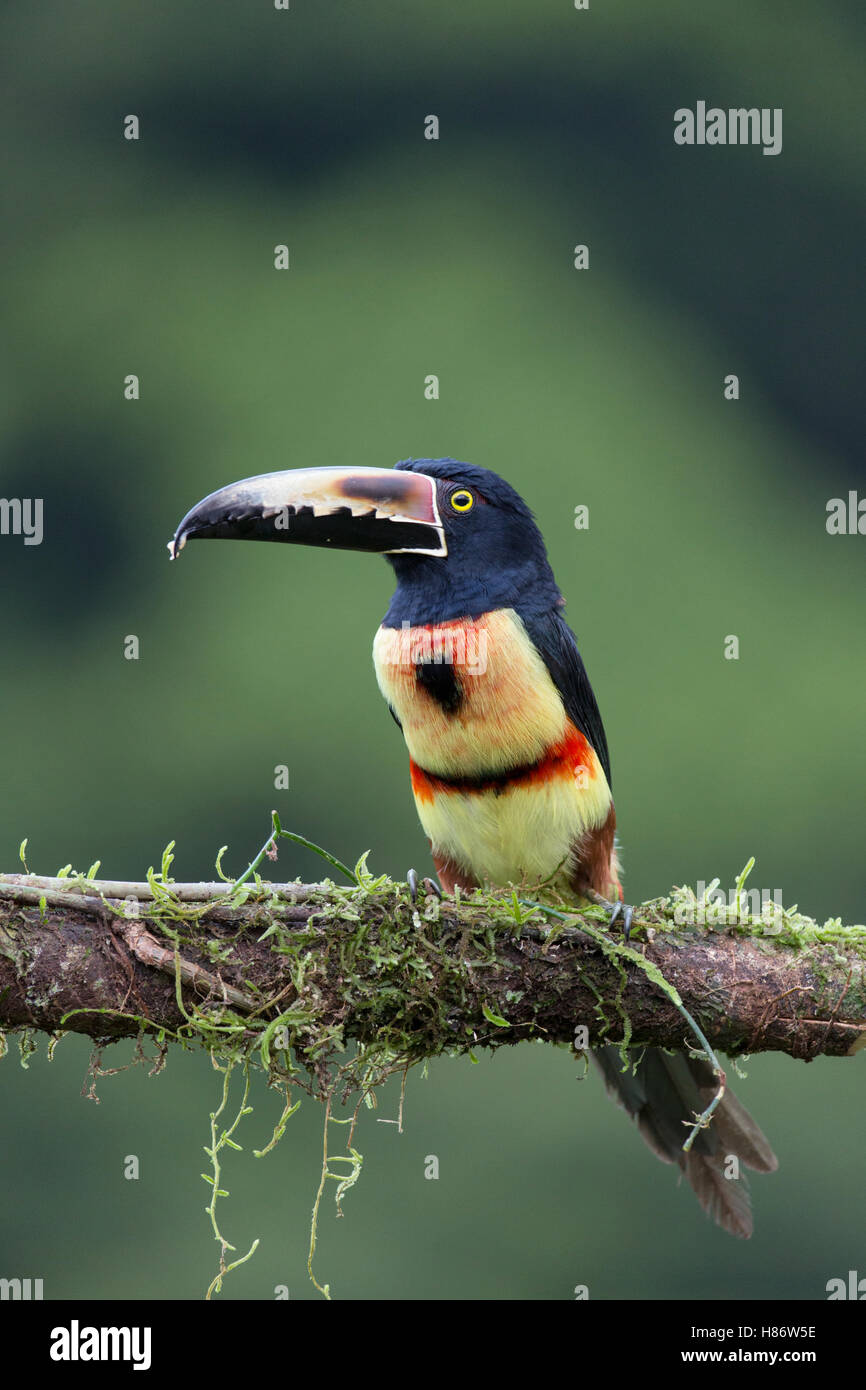 Collared Aracari (Pteroglossus torquatus), Costa Rica Stock Photo - Alamy
