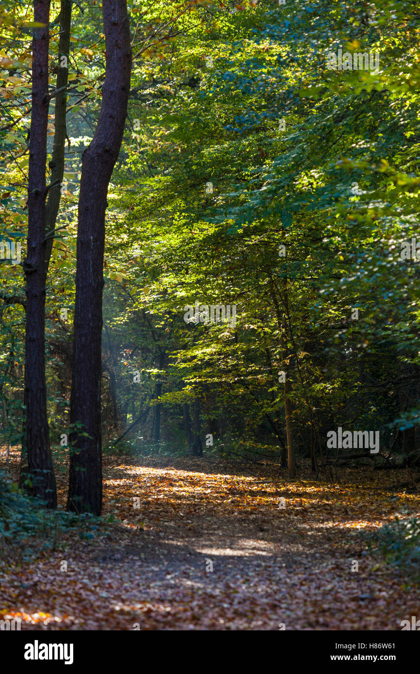Sunbeams Through Trees on to Footpath Through Woods Stock Photo - Alamy
