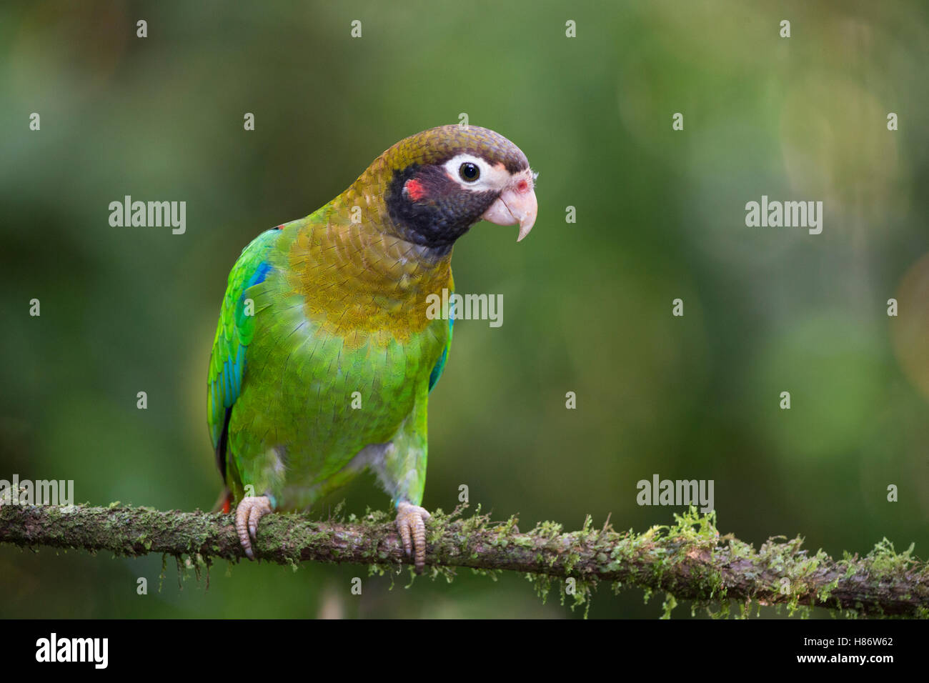 Brown-hooded Parrot (Pyrilia haematotis), Costa Rica Stock Photo - Alamy