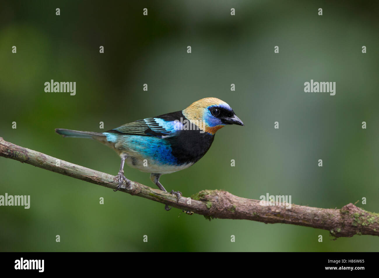 Golden-hooded Tanager (Tangara larvata), Costa Rica Stock Photo - Alamy