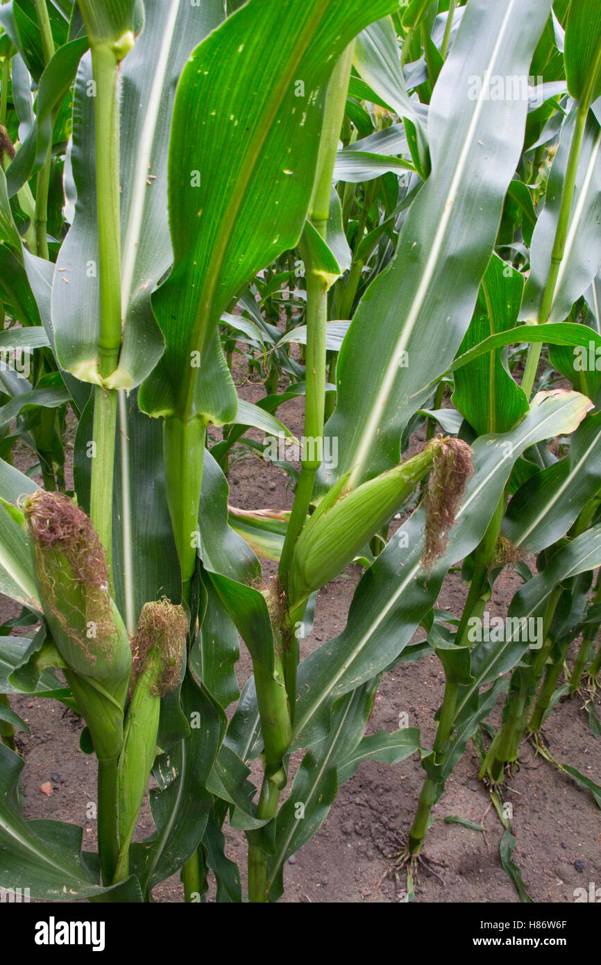 Maize corn stems hi-res stock photography and images - Alamy