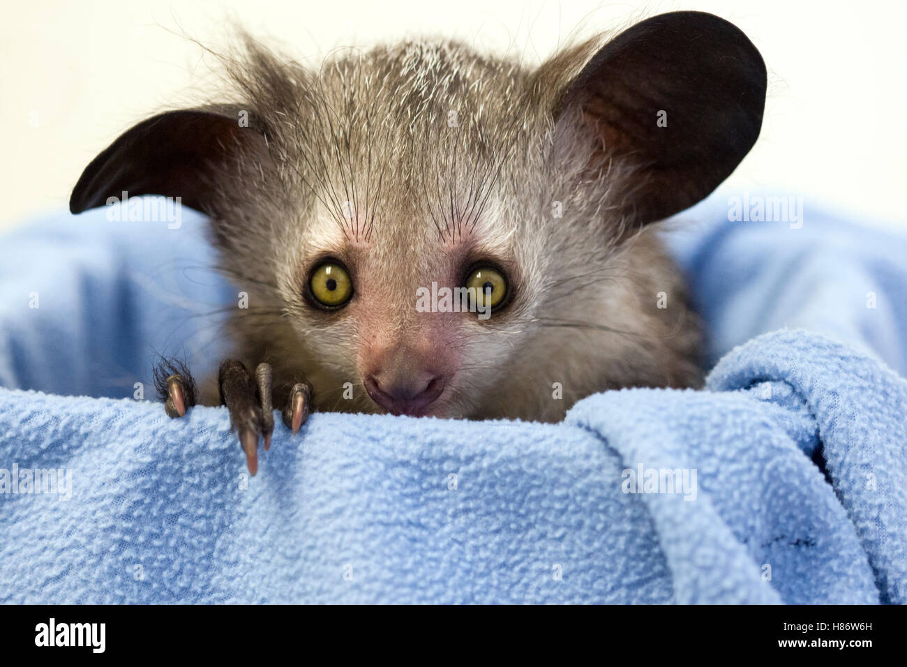 Baby Aye Aye