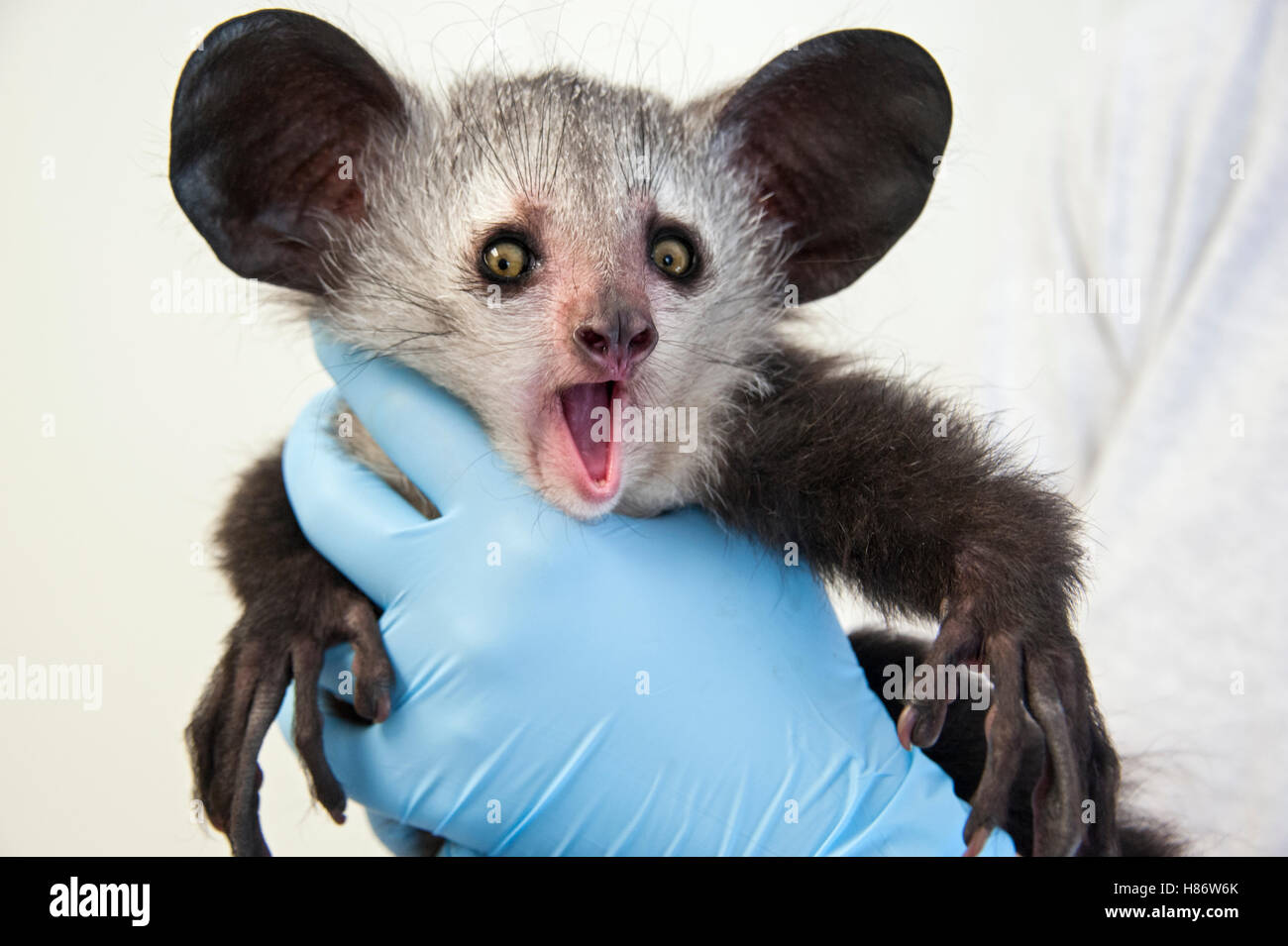 Aye-aye (Daubentonia madagascariensis) three month old baby, Duke Lemur ...