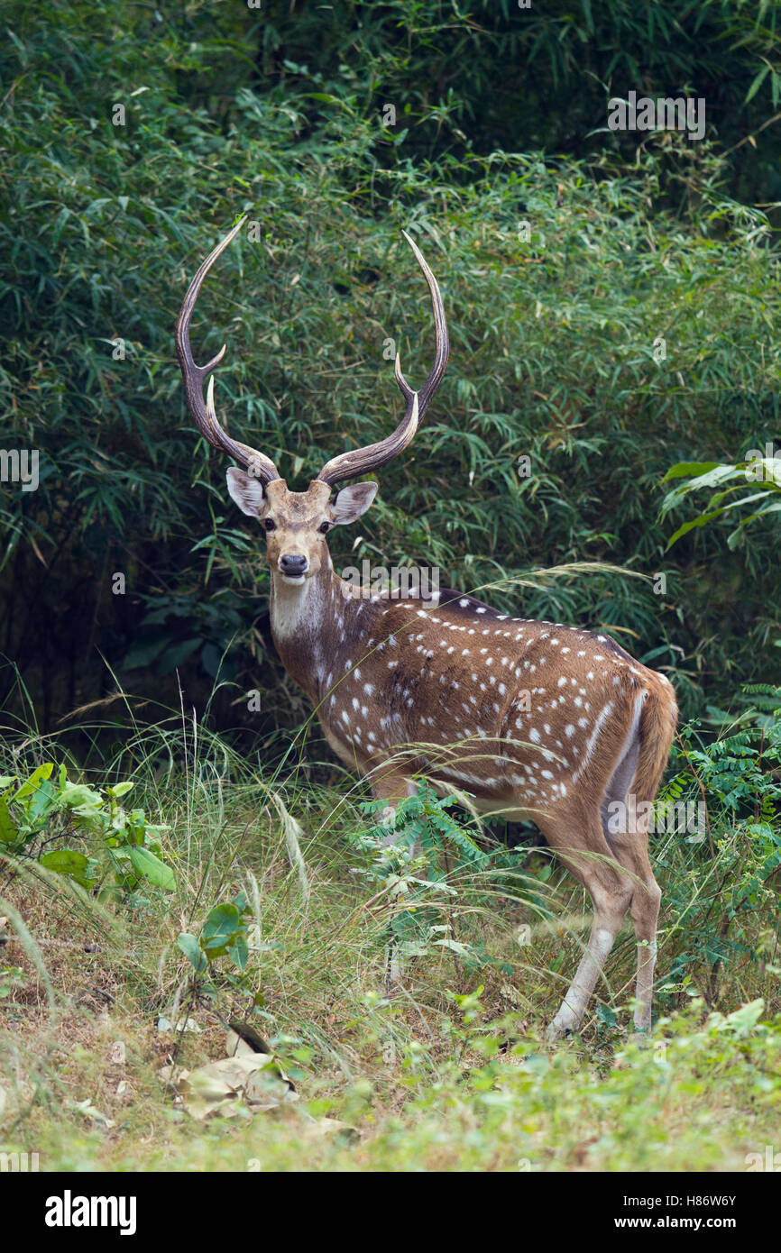Chital (Axis axis) buck, Bandhavgarh National Park, India Stock Photo ...