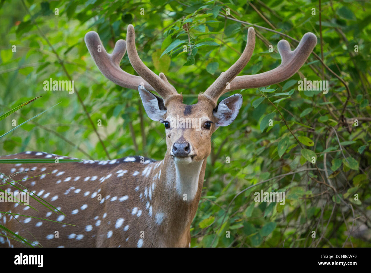 Chital (Axis axis) buck, Bandhavgarh National Park, India Stock Photo ...
