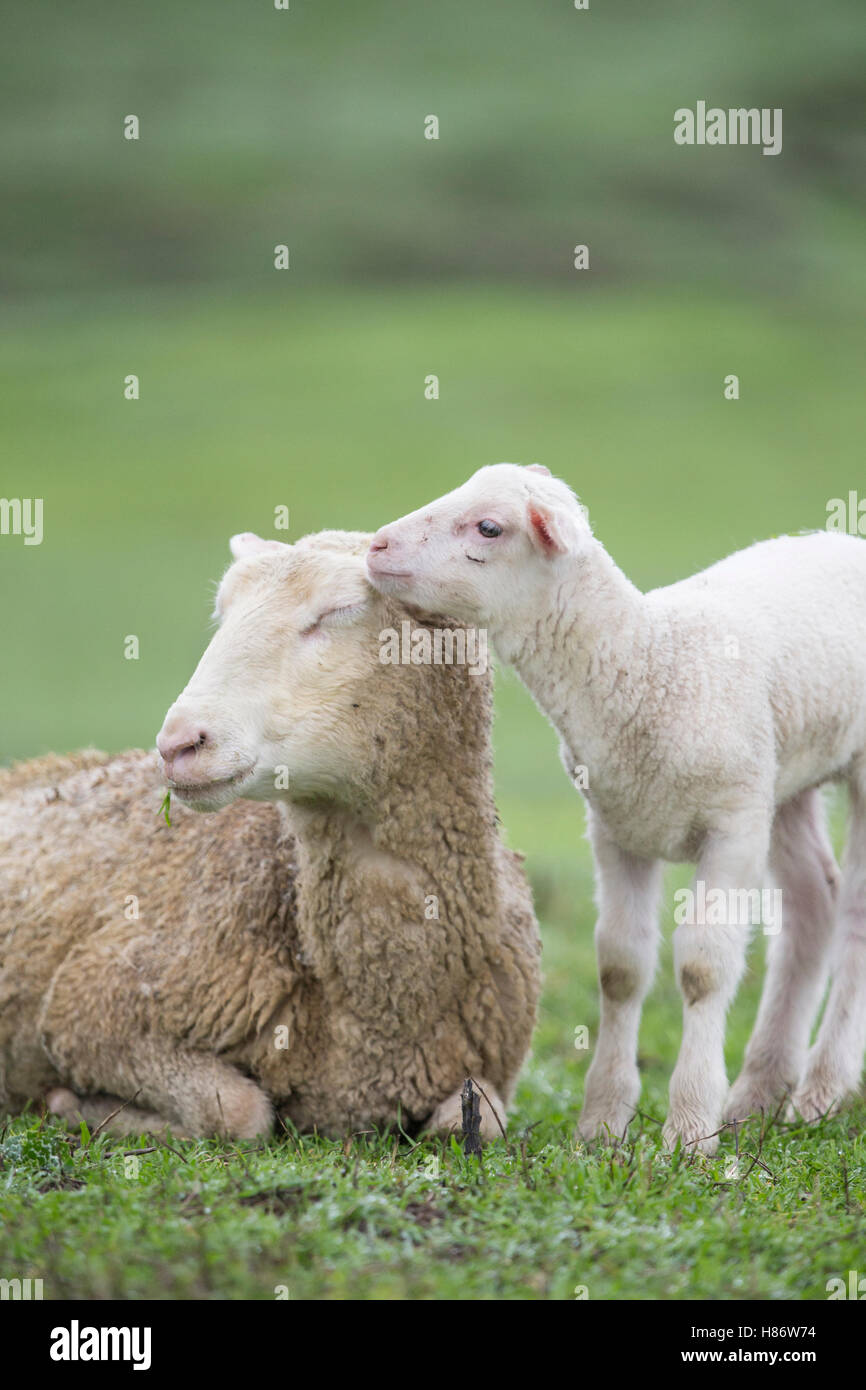Domestic Sheep (Ovis aries) lamb nuzzling mother, Sonoma County ...