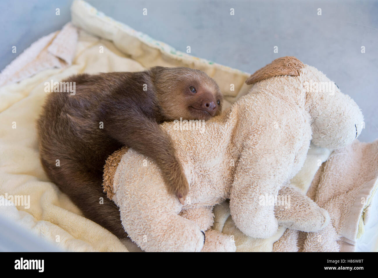Hoffmann's Two-toed Sloth (Choloepus hoffmanni) orphaned baby clinging ...