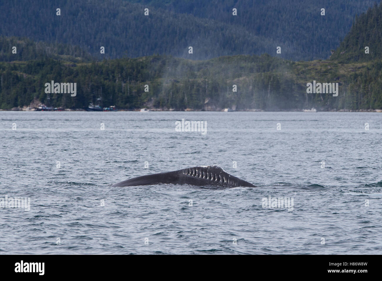 Humpback Whale (Megaptera novaeangliae) with rake marks from orca ...