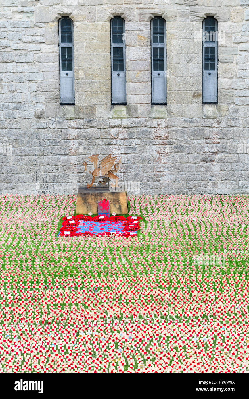 Poppies at Caernarfon castle, Wales Stock Photo - Alamy