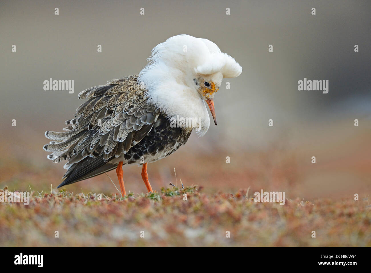 Ruff (Philomachus pugnax) male at lek in breeding plumage, Varanger ...