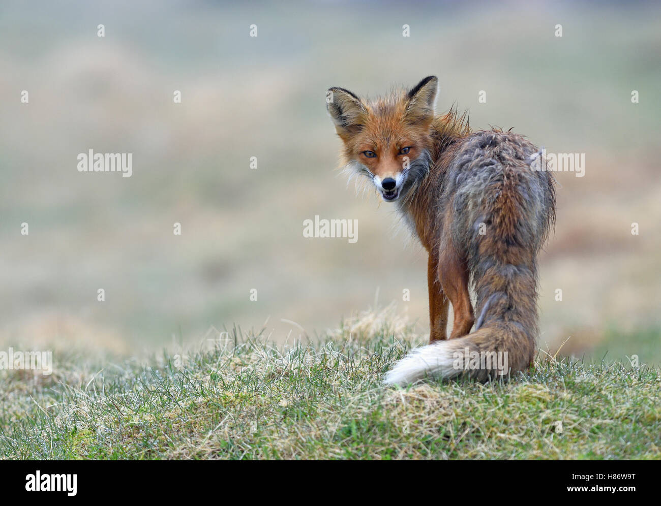Red Fox (Vulpes vulpes), Varanger Peninsula, Norway Stock Photo - Alamy