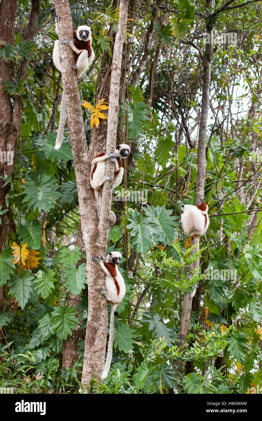 Coquerel's Sifaka (Propithecus coquereli) group in trees, Madagascar ...