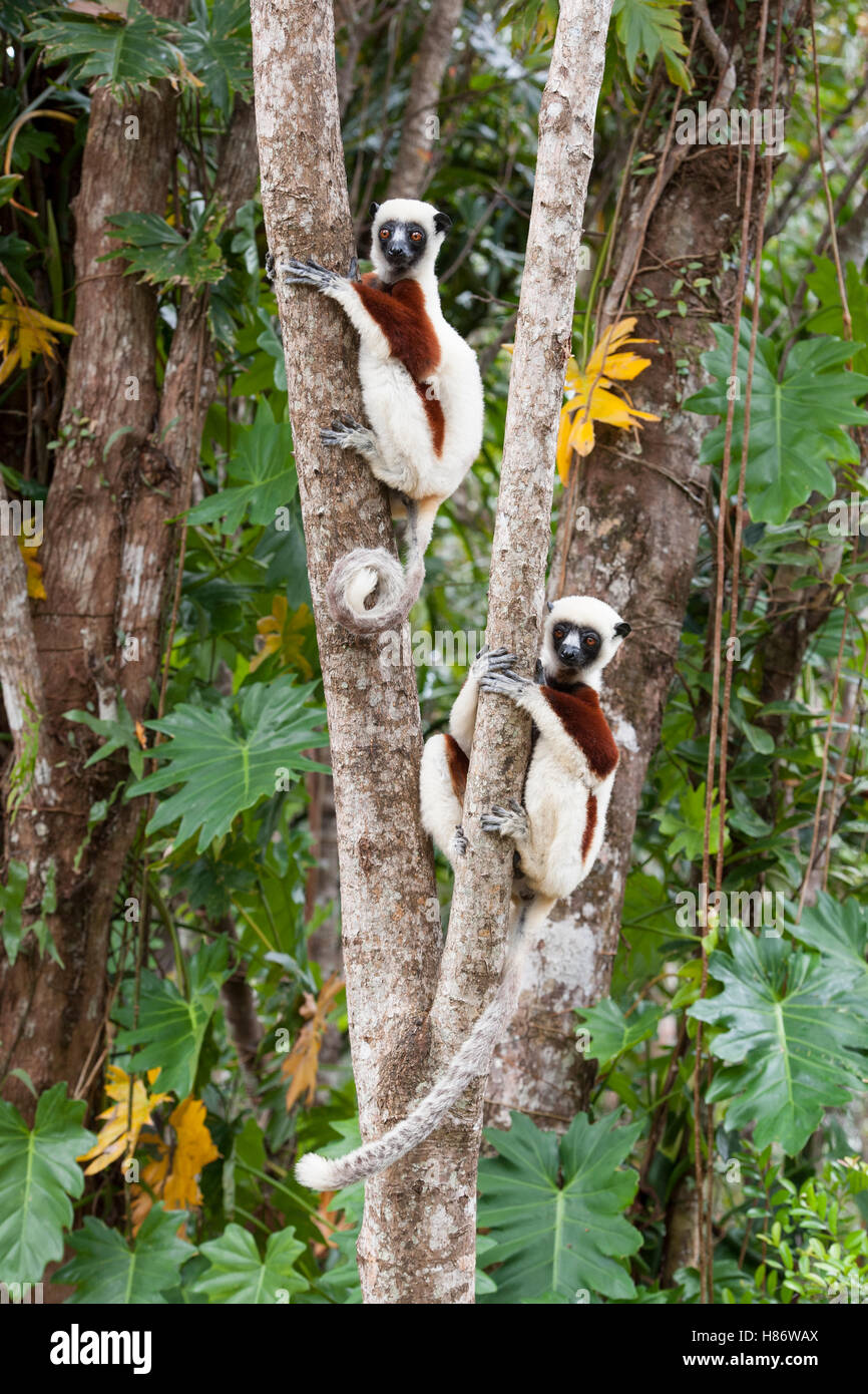 Coquerel's Sifaka (Propithecus coquereli) pair, Madagascar Stock Photo ...