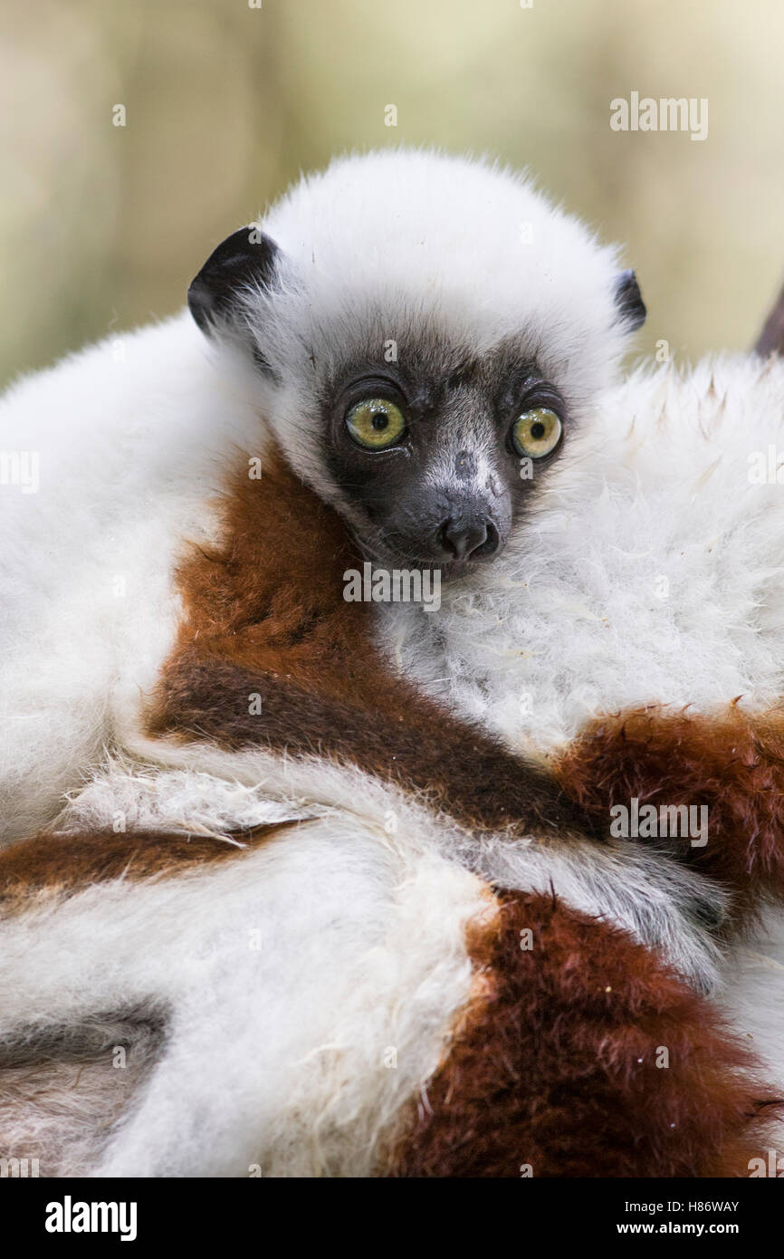 Coquerel's Sifaka (Propithecus coquereli) three month old young on ...