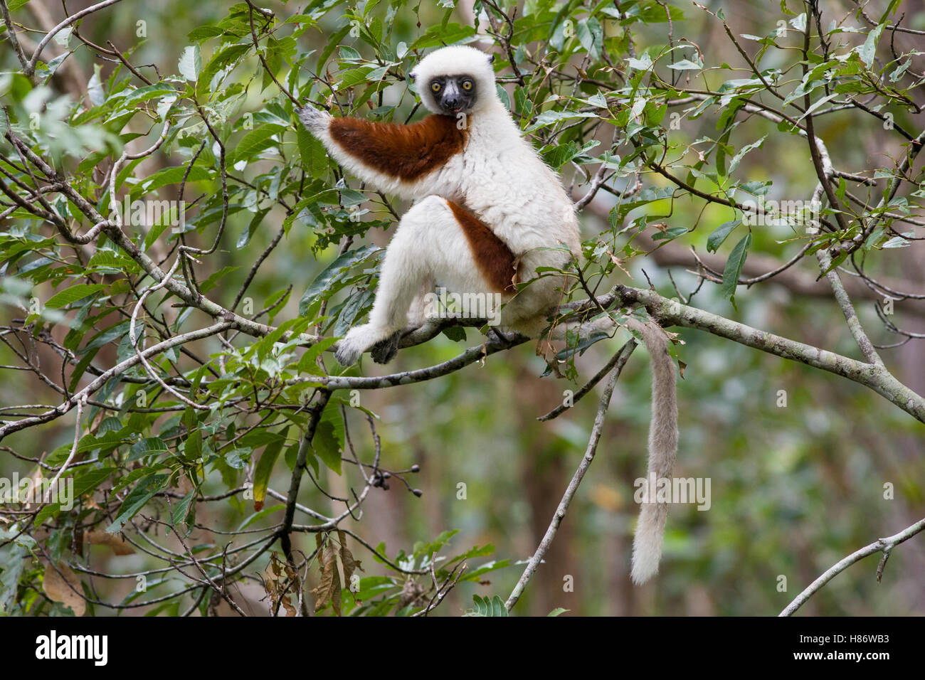 Coquerel's Sifaka (Propithecus coquereli), Madagascar Stock Photo - Alamy