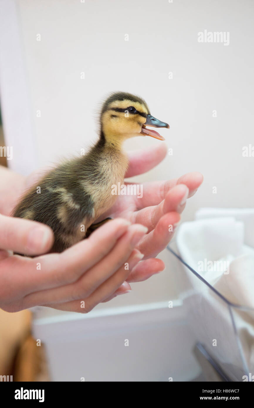 Mallard (Anas platyrhynchos) four day old orphaned duckling, WildCare ...