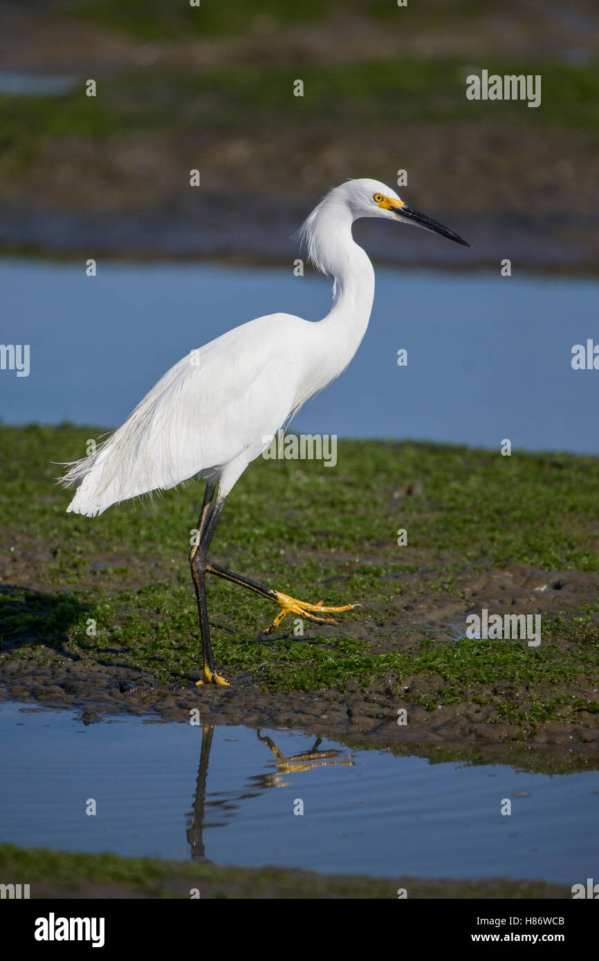 Snowy Egret (Egretta thula), Monterey Bay, California Stock Photo - Alamy