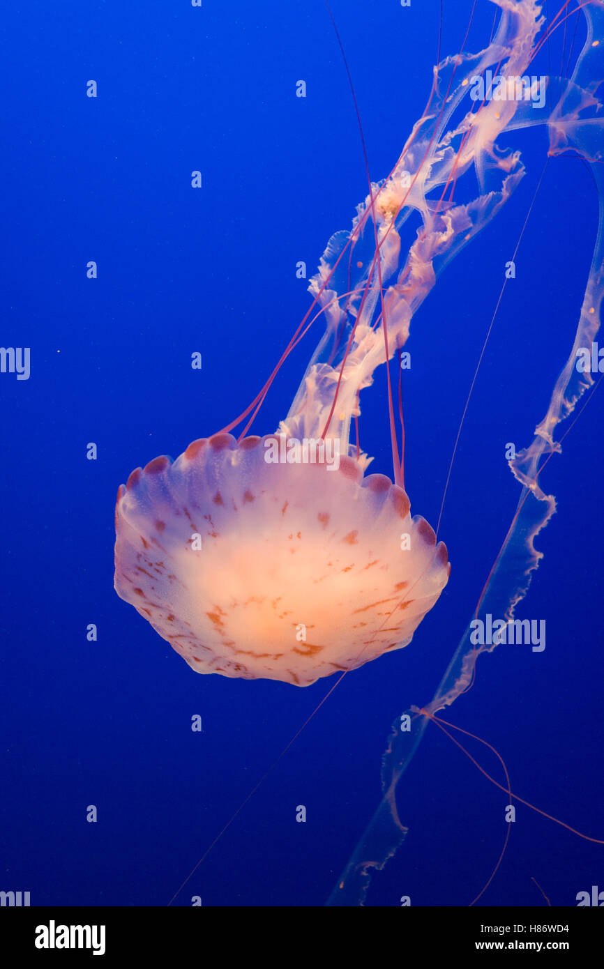 Purple-striped Jellyfish (Chrysaora colorata), California Stock Photo ...