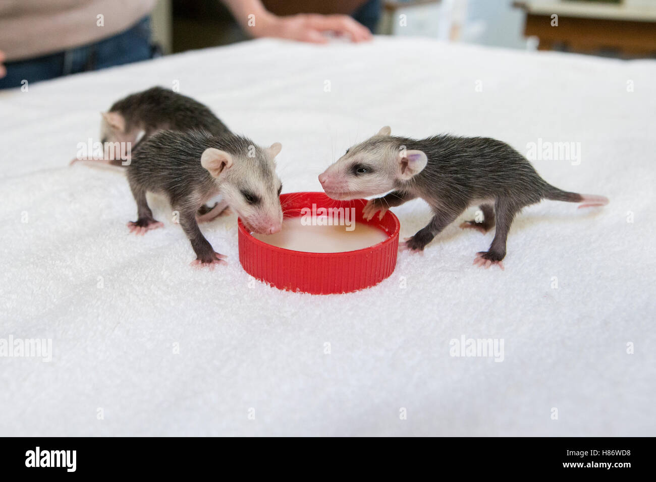 Virginia Opossum (Didelphis virginiana) ten week old orphaned young ...