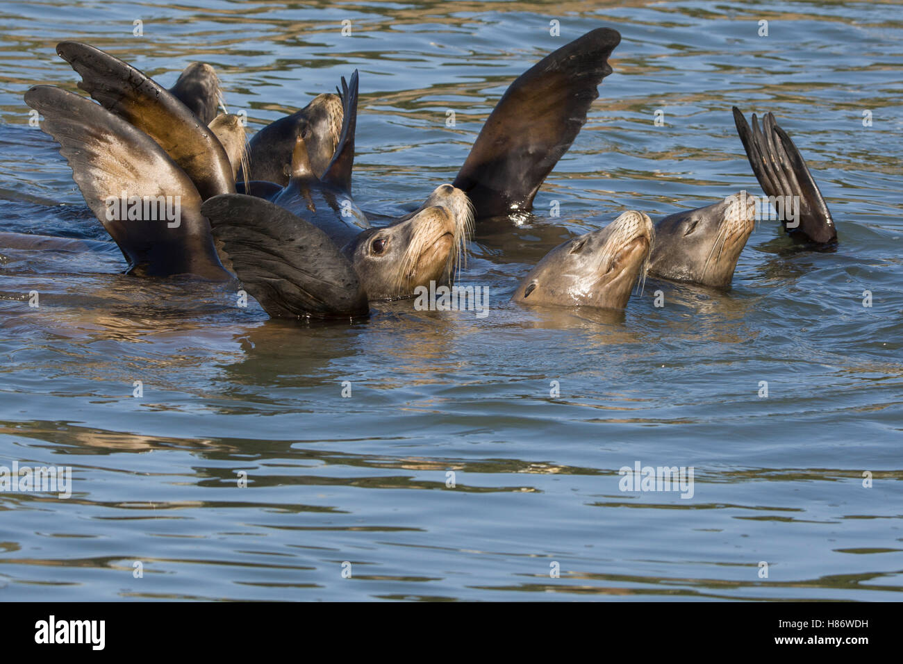 California Sea Lion (Zalophus californianus) group raising flippers to ...