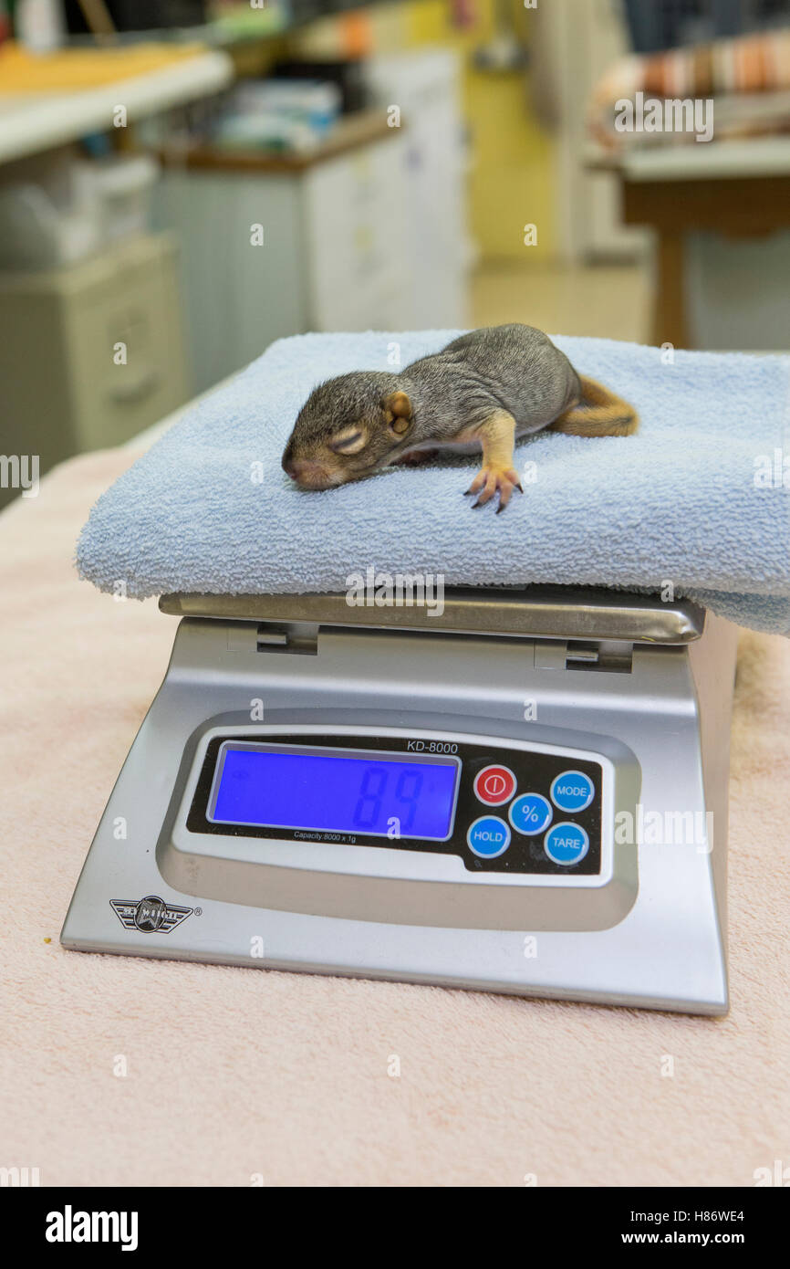 Eastern Fox Squirrel (Sciurus niger) three week old orphaned young on ...
