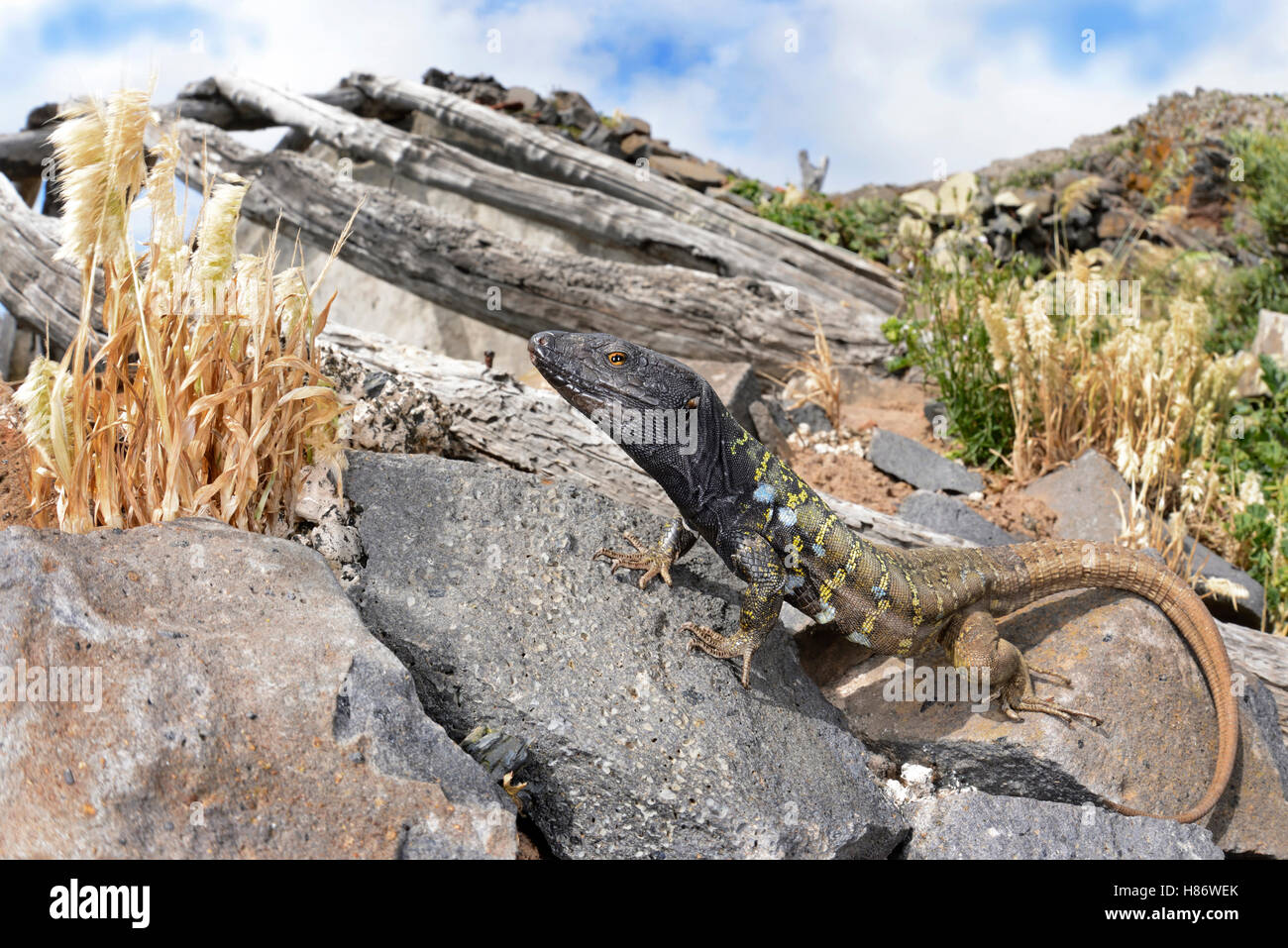 Northern Tenerife Lizard (Gallotia galloti eisentrauti) male on rocks ...